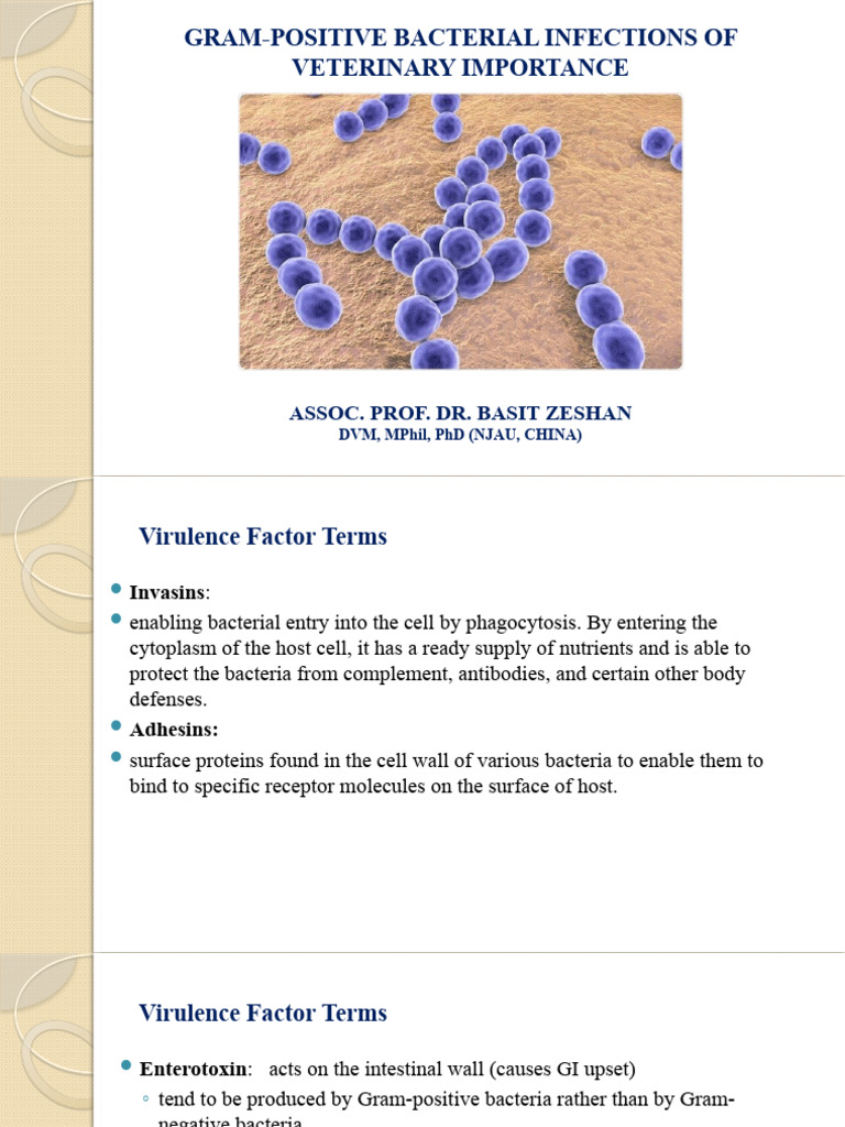 Gram-Positive Bacterial Infections in Vet | PDF | Streptococcus ...