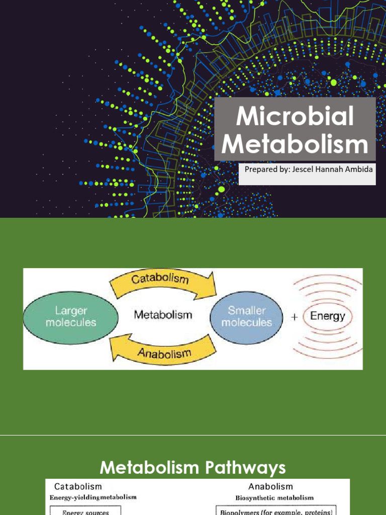 Microbial Metabolism 052124 | PDF | Cellular Respiration | Glycolysis