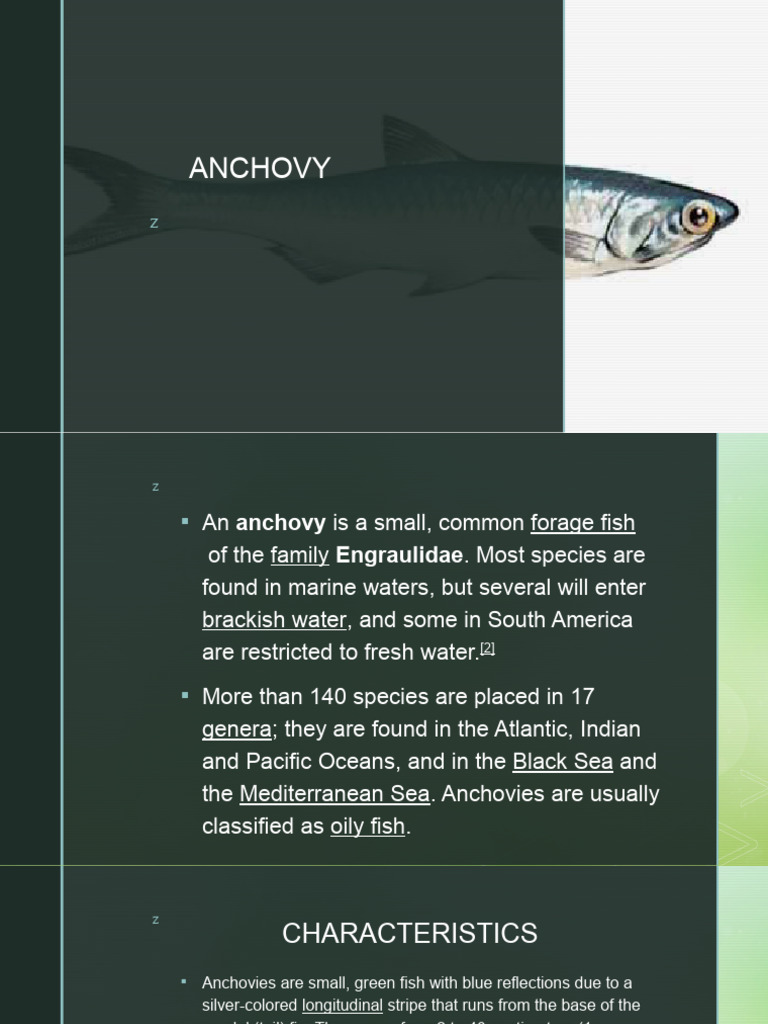 Prezentare Engleza Despre Anchovy | PDF | Fish | Fishing Industry