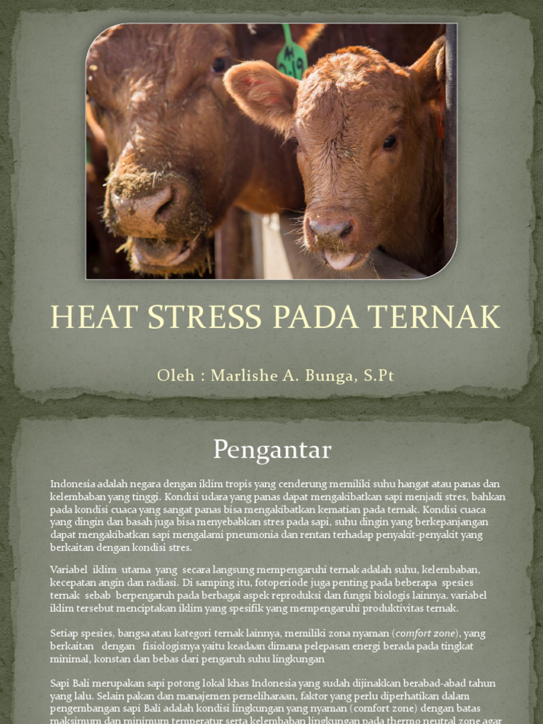 Dampak Stres Panas pada Sapi | PDF | Kesehatan Holistik