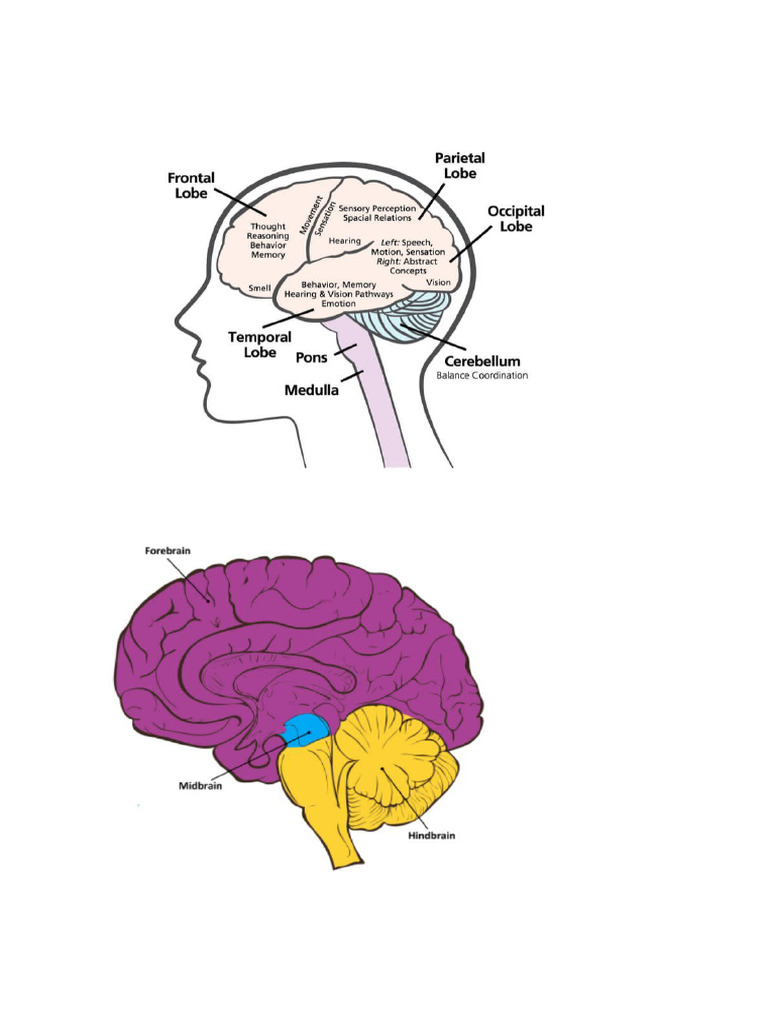 Brain picture | PDF