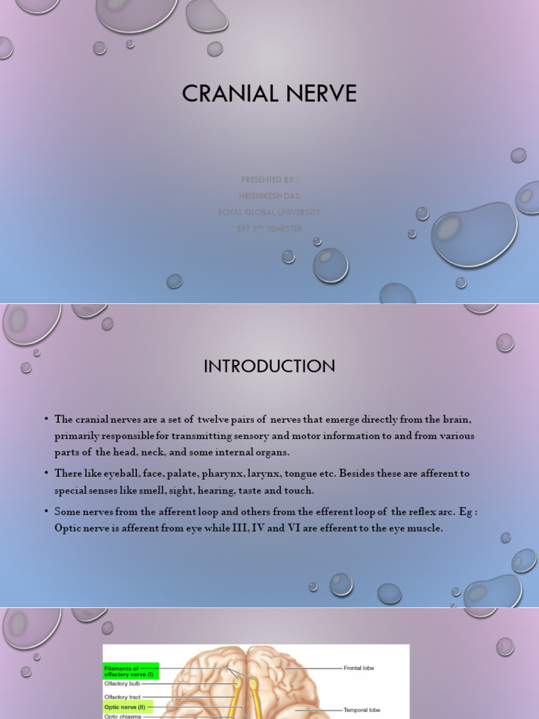 Cranial Nerve-1 | PDF | Central Nervous System | Vagus Nerve