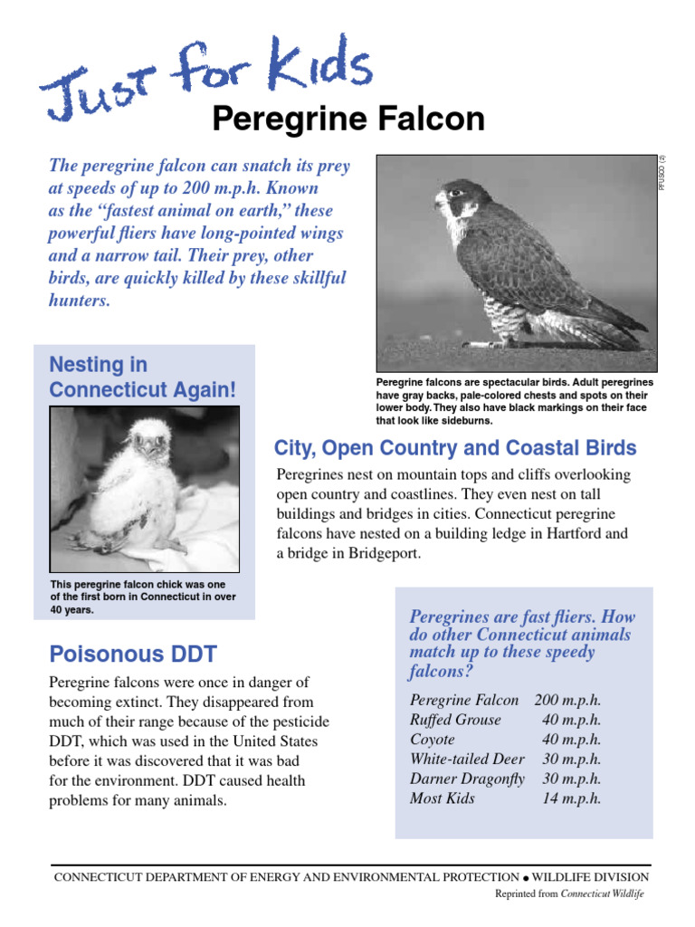 Peregrine Falcon Facts for Kids | PDF | Birds | Zoology