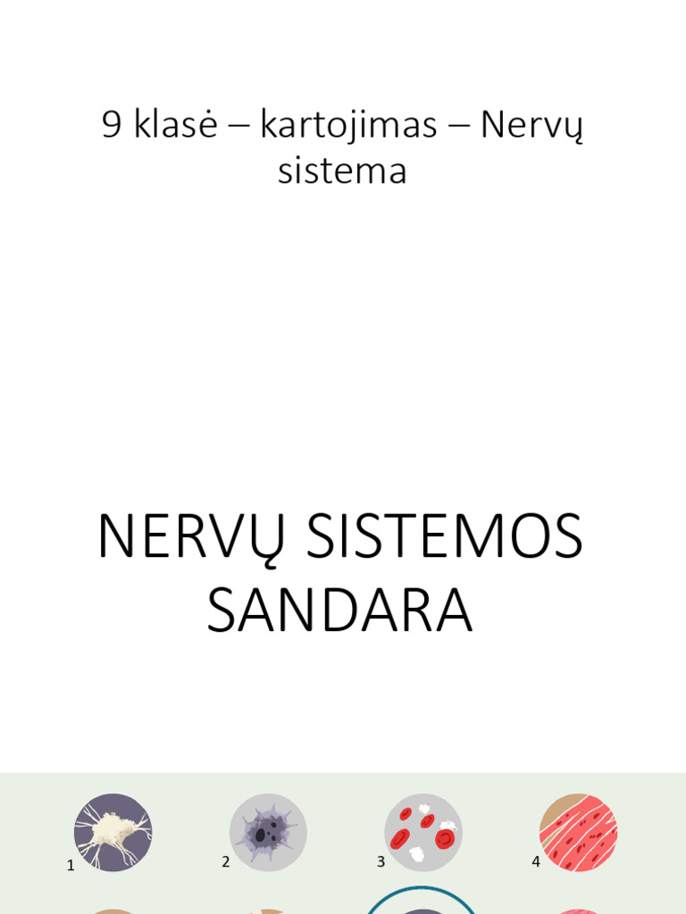 9 Klase - Kartojimas - Nervu Sistema - Skaidres (2024) | PDF