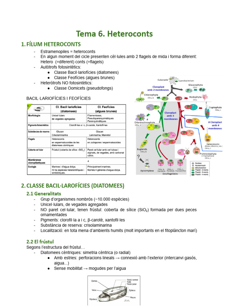 6. HETEROCONTS | PDF