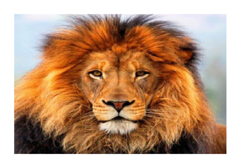 Lion | PDF