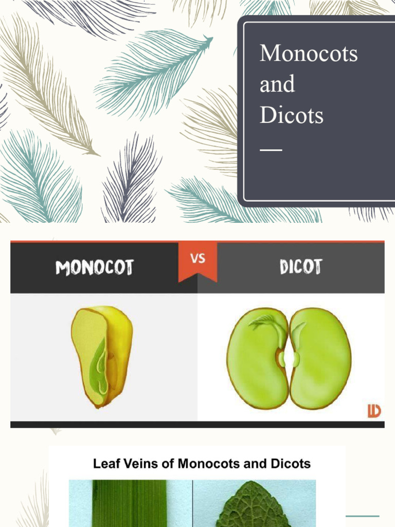Monocots and Dicots | PDF