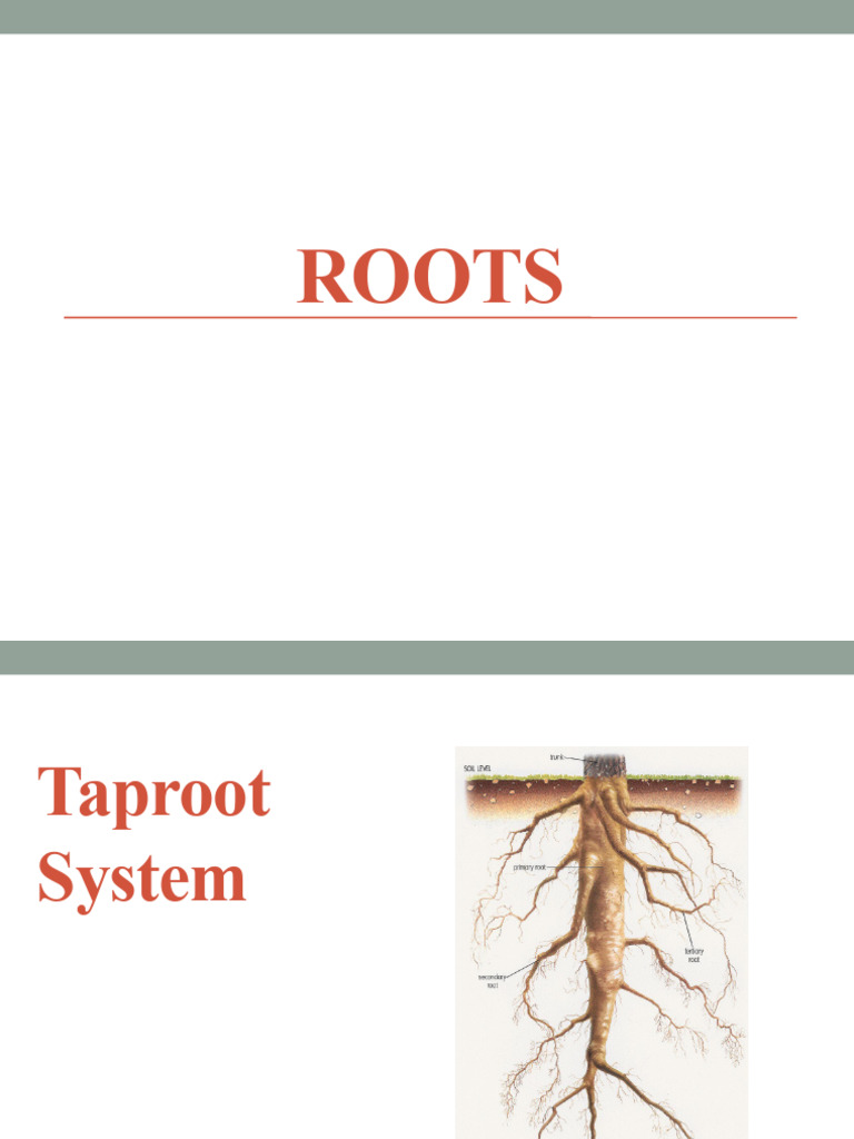 Roots and Stem | PDF