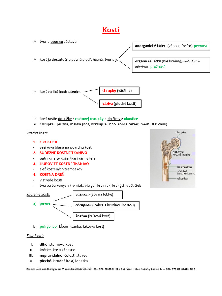 Kosti Poznámky | PDF