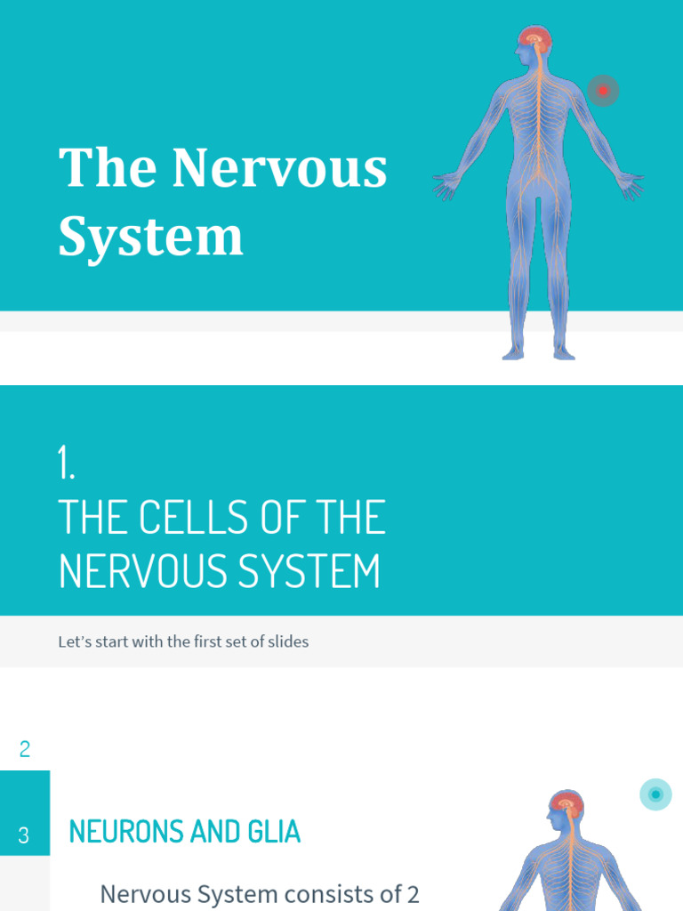 Chapter 2 Nervous System | PDF | Neuron | Axon
