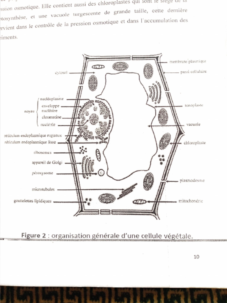 Cellule Végétale | PDF