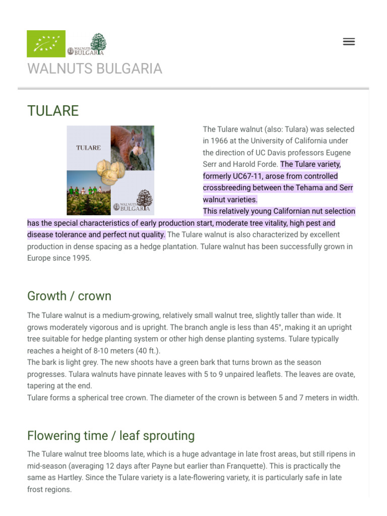 Tulare, Walnut Nursery Bulgaria, Grafted Walnut Trees - Walnuts ...
