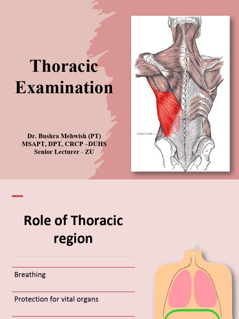 Thoracic | Download Free PDF | Anatomical Terms Of Motion | Thorax