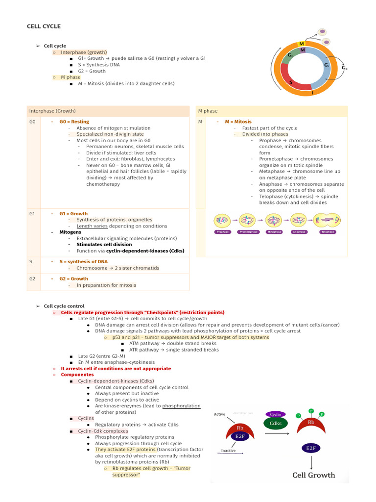 Cell Cycle | PDF | Mitosis | Cell Cycle