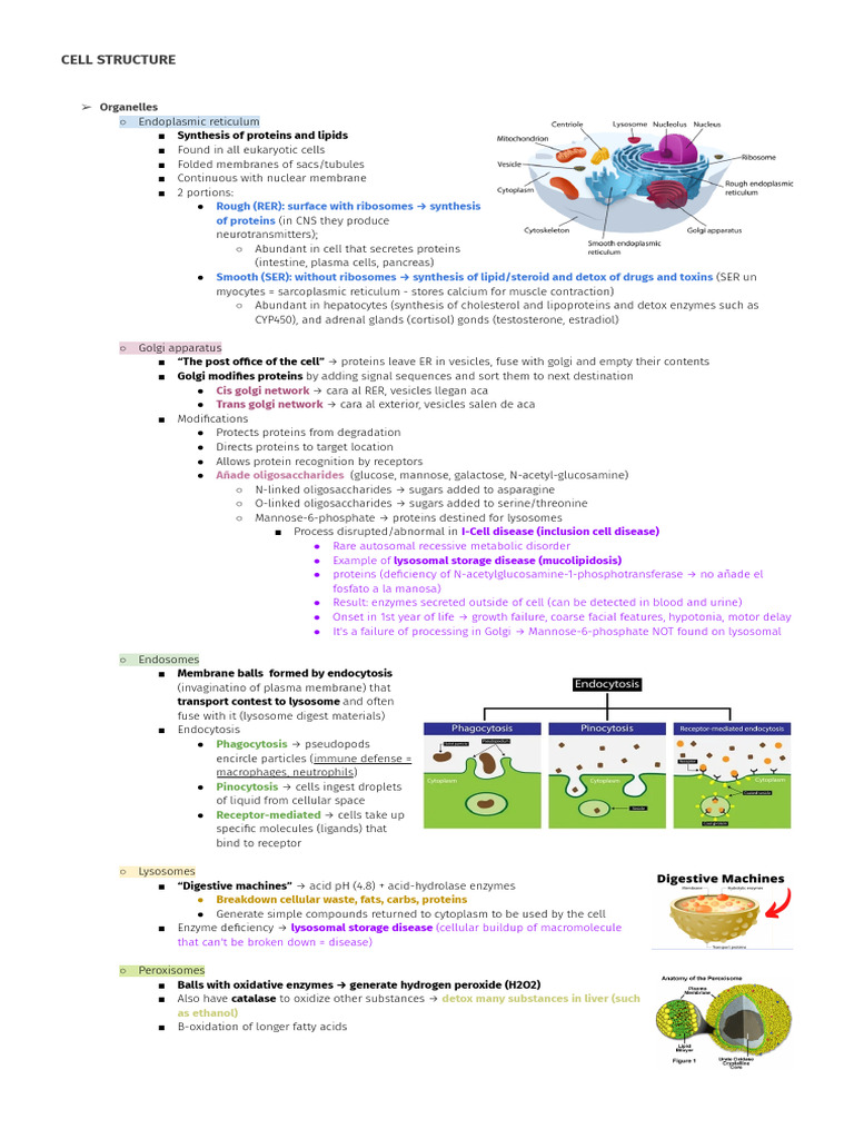 CELL STRUCTURE (Pathoma) | PDF | Endoplasmic Reticulum | Lysosome