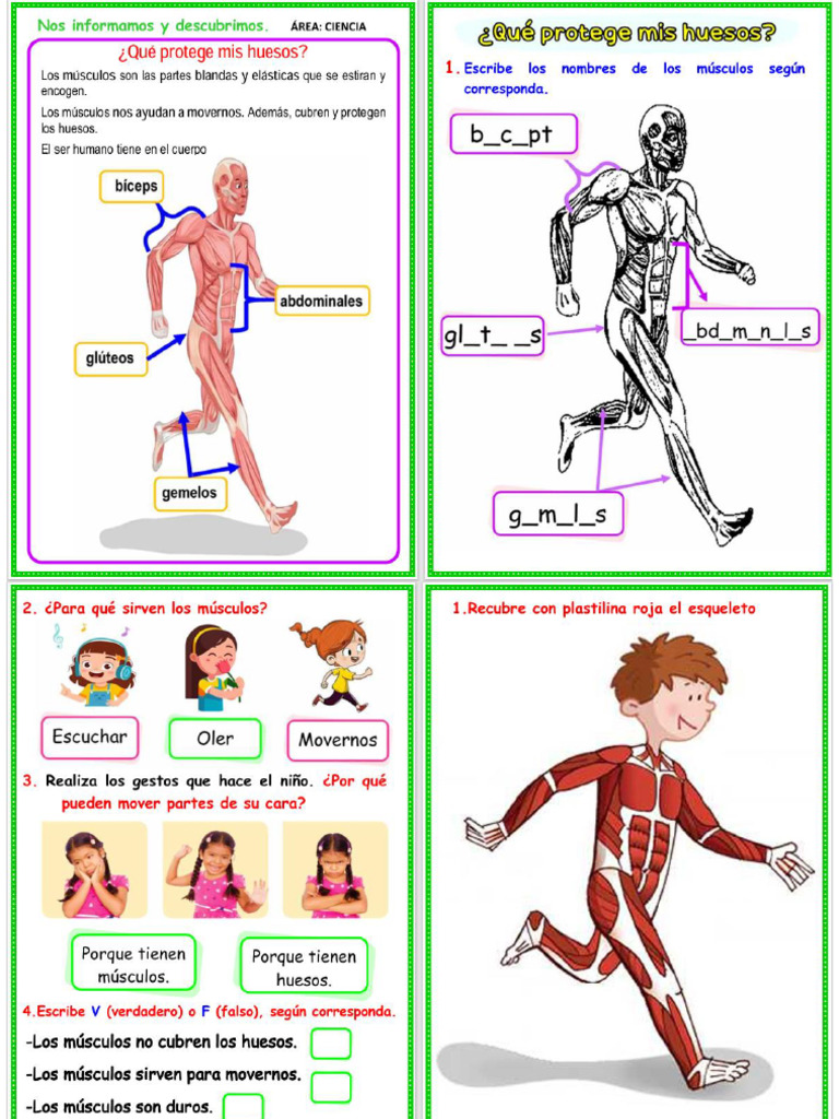 Ficha de Ciencia Musculos | PDF