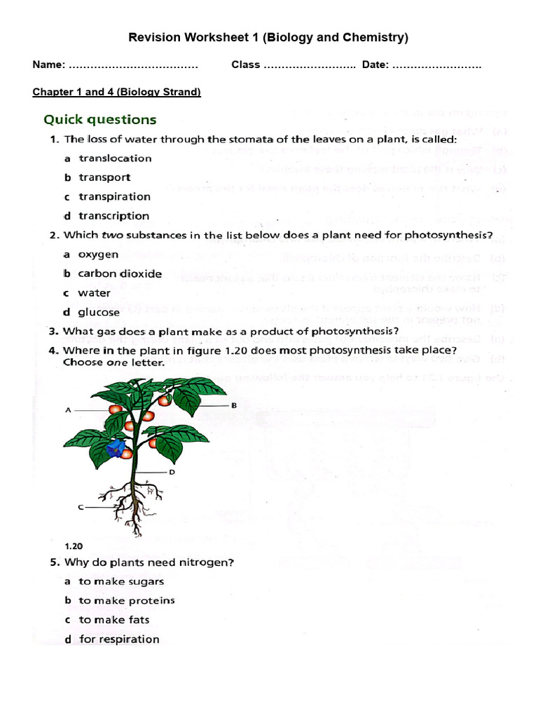 Term 1 Revision Worksheet 1 | PDF | Biology | Biochemistry