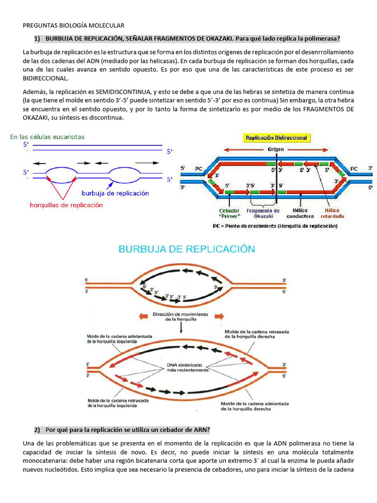 Replicación y Transcripción del ADN | PDF | Replicación De Adn | Adn