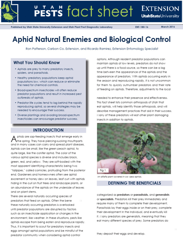 Aphid Natural Enemies and Biological Control | PDF | Wasp | Coccinellidae