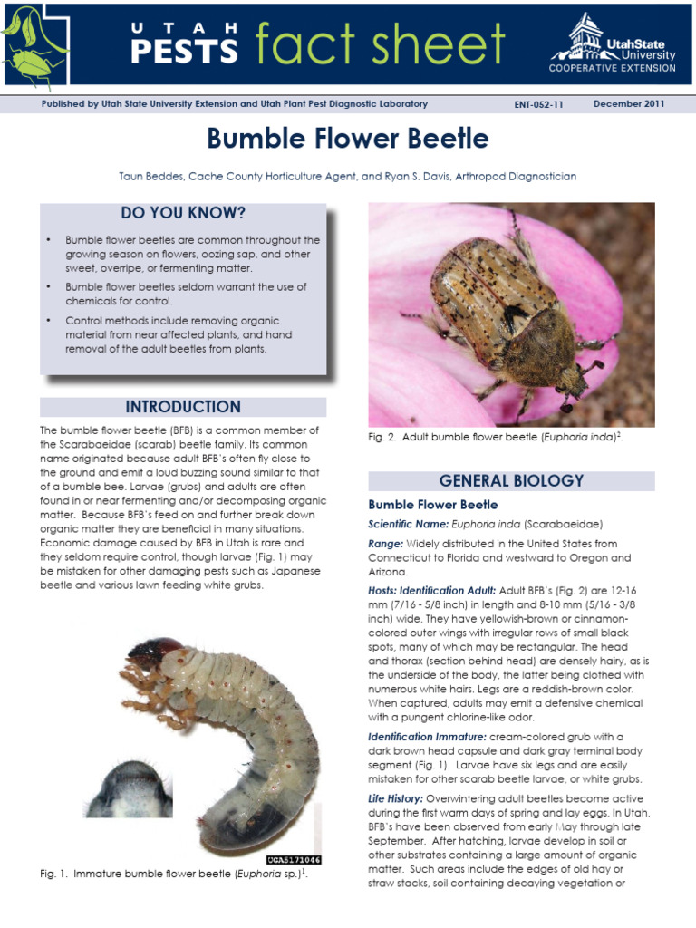 Bumble Flower Beetle | Download Free PDF | Beetle | Pest (Organism)