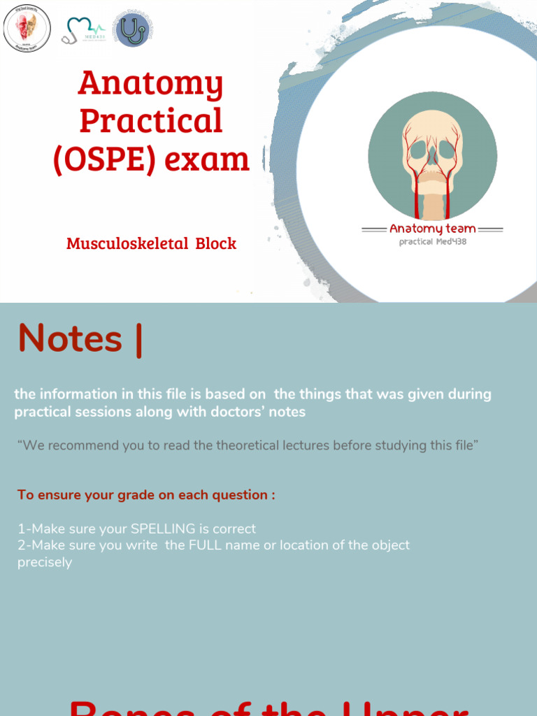 Anatomy OSPE MSK Block | PDF | Vertebra | Vertebral Column