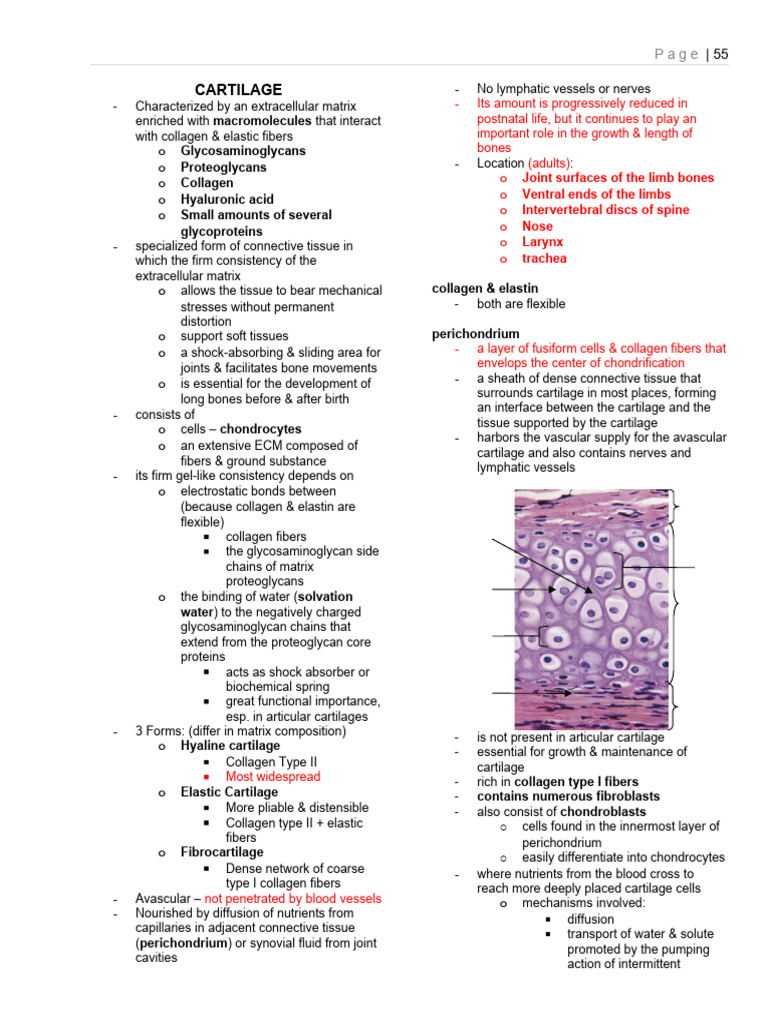 Cartilage | PDF | Cartilage | Extracellular Matrix