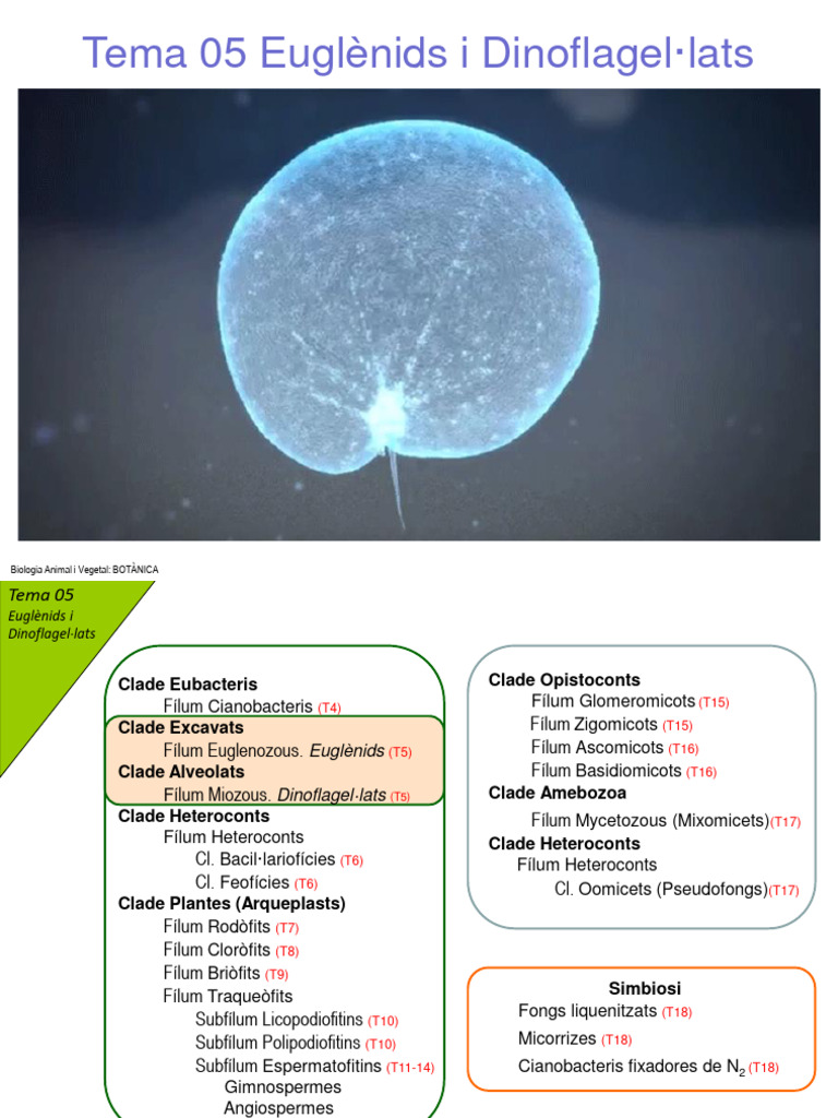Tema_5_Euglenids+Dinoflagellats | PDF