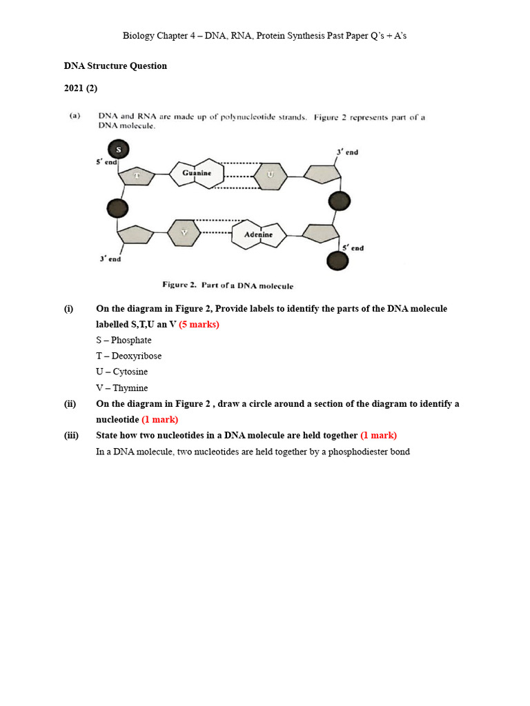 DNA, RNA, Protein Synthesis Q&A Guide | PDF | Translation (Biology) | Rna