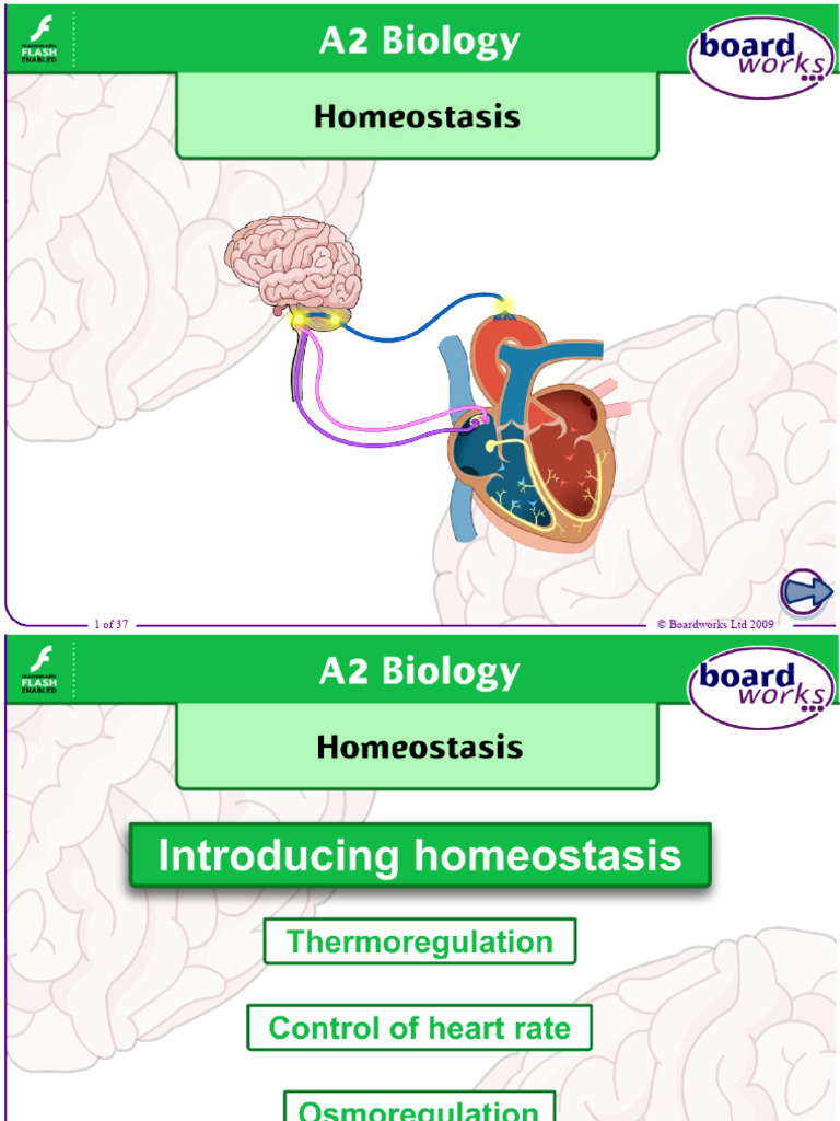 Homeostasis | PDF | Thermoregulation | Physiology