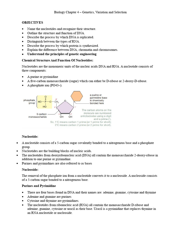 BIOLOGY Chapter 4 - DNA, RNA and Protein Synthesis | PDF | Dna ...