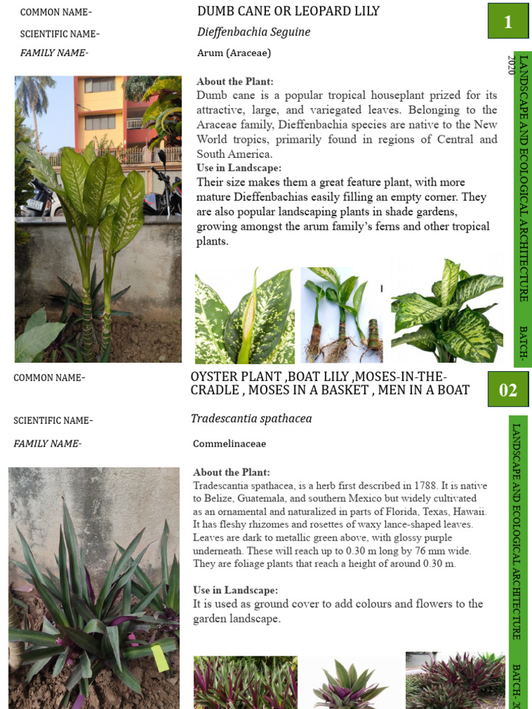 Landscapedesign FPPT | PDF | Rose | Basil