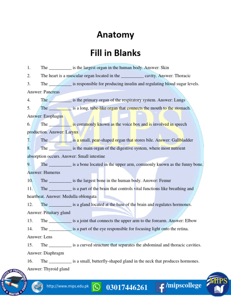 Anatomy Fill in The Blanks | PDF | Vertebra | Respiratory Tract