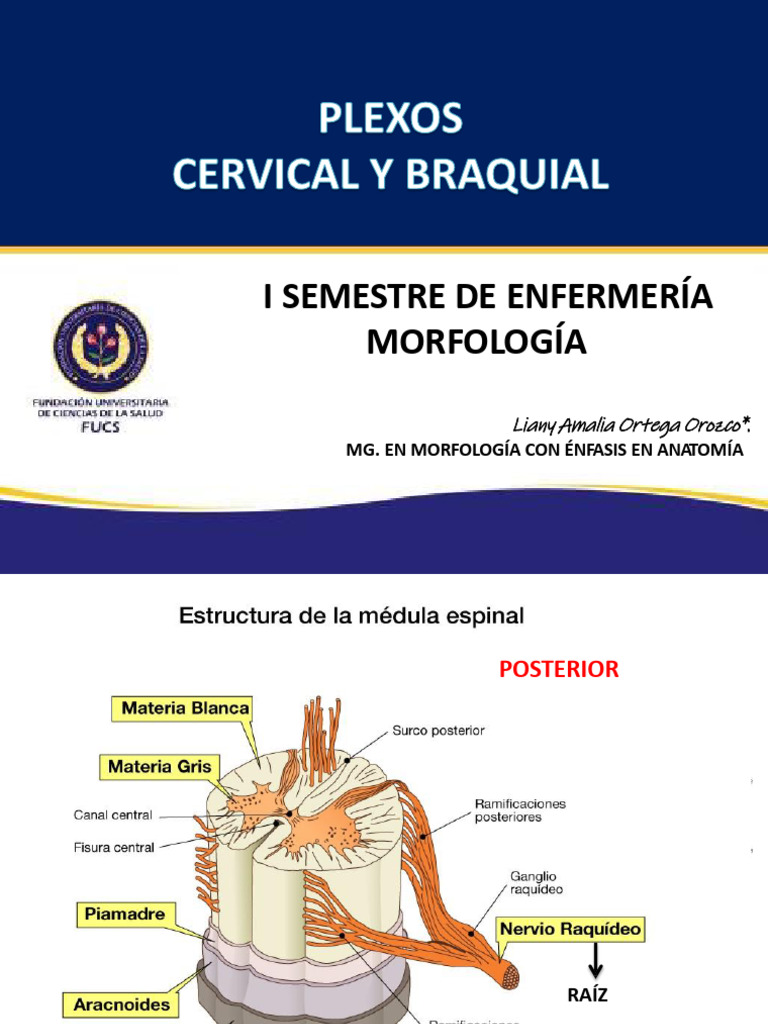 Plexos Cervical y Braquial -Enfermería (1) | PDF | Neuroanatomía ...