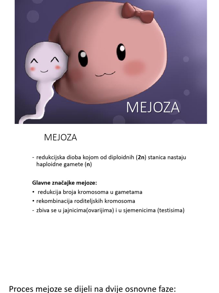 6 Mejoza | PDF