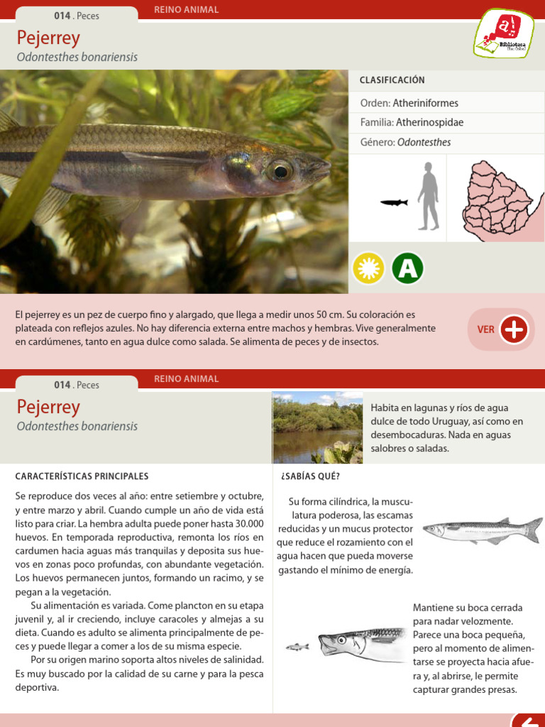 Características del Pejerrey | PDF | Pescado | Zoología
