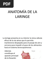 Arterias Faríngea y Occipital | PDF | Artería | Sistema cardiovascular