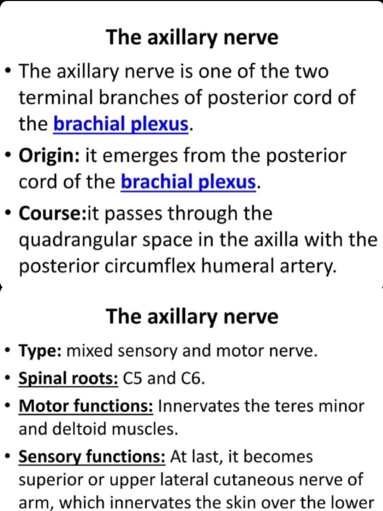 Anatomy Report | PDF