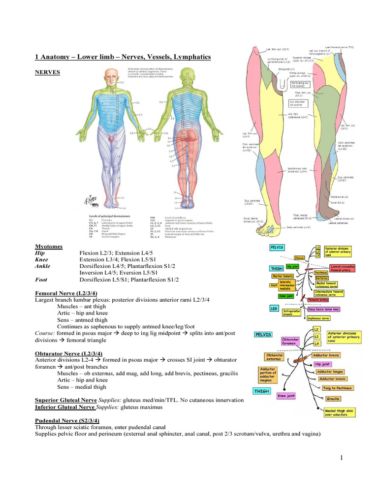 Lower Limb Anatomy: Nerves & Vessels | PDF | Human Leg | Human Anatomy