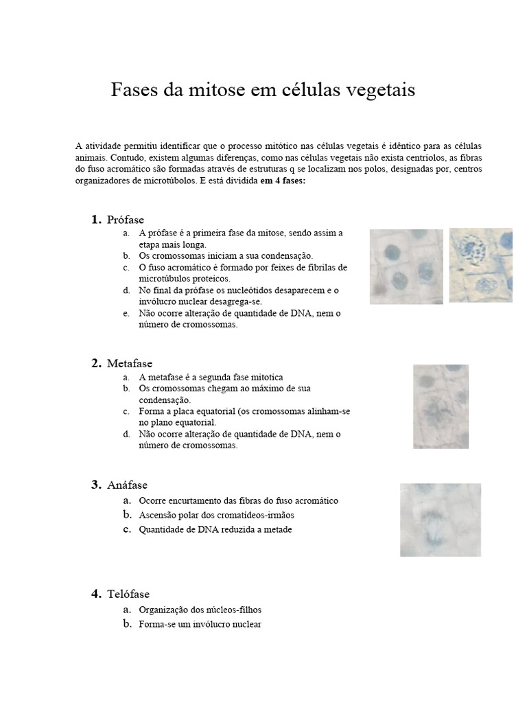 Fases Da Mitose em Células Vegetais | PDF