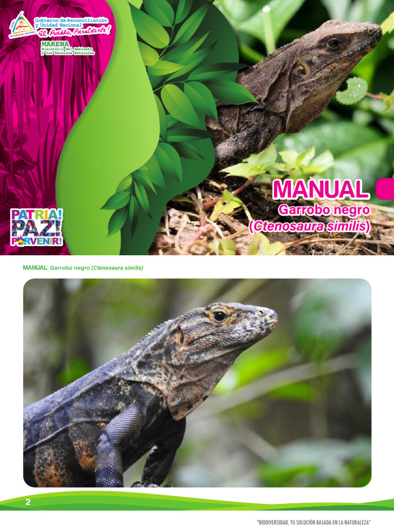 Manual de Crianza del Garrobo Negro | PDF | Zoología