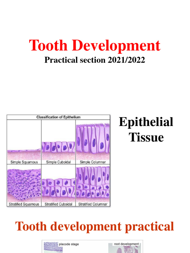 Oral Biology Practical Slides (All) | PDF | Dentin | Tooth Enamel