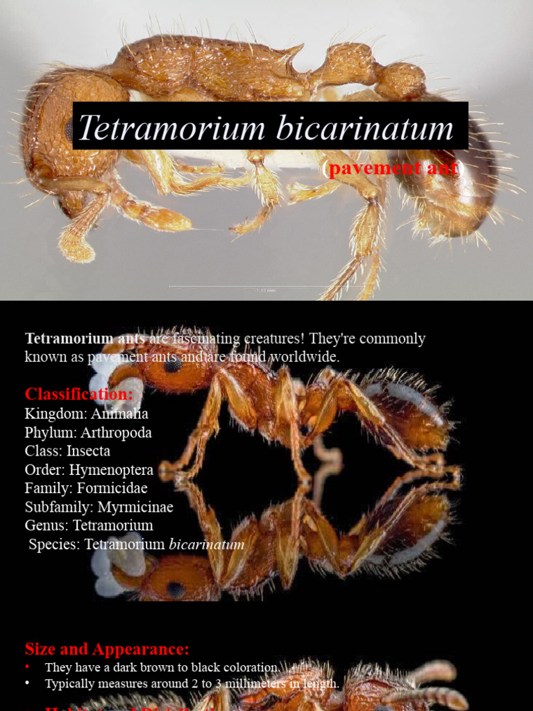 Tetramorium Bicarinatum | PDF