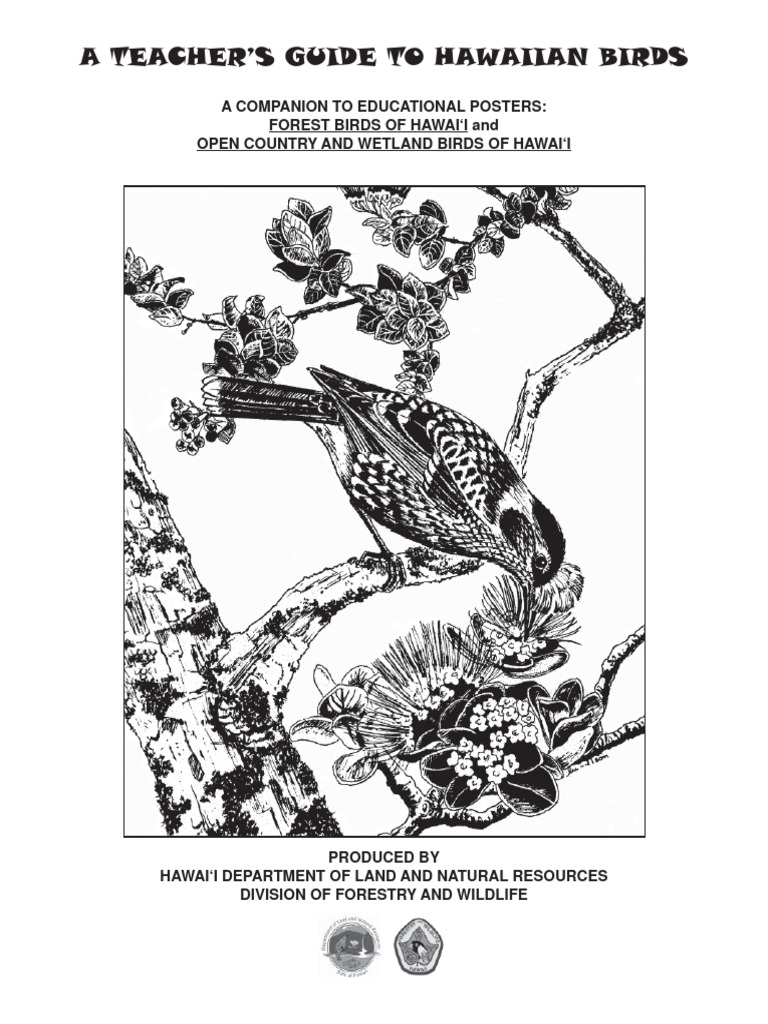 Hawaiian Hawk Drawing Guide | PDF | Seabird | Birds