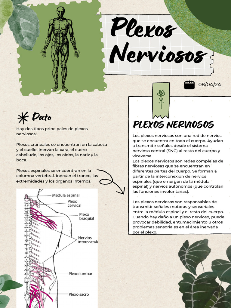 Plexos | PDF | Nervio | Sistema nervioso central