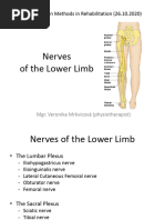 Anatomy of the Trunk Overview | PDF | Abdomen | Thorax