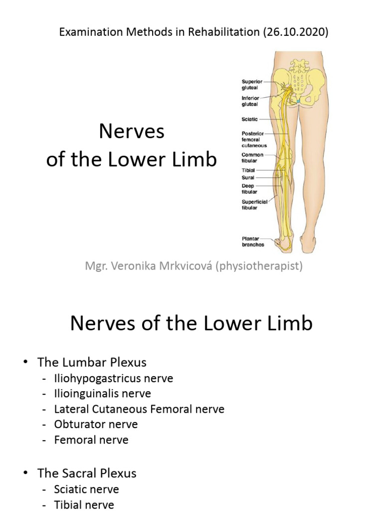 MMT__4__Nerves_of_the_lower_limb | PDF | Neuroanatomy | Anatomy