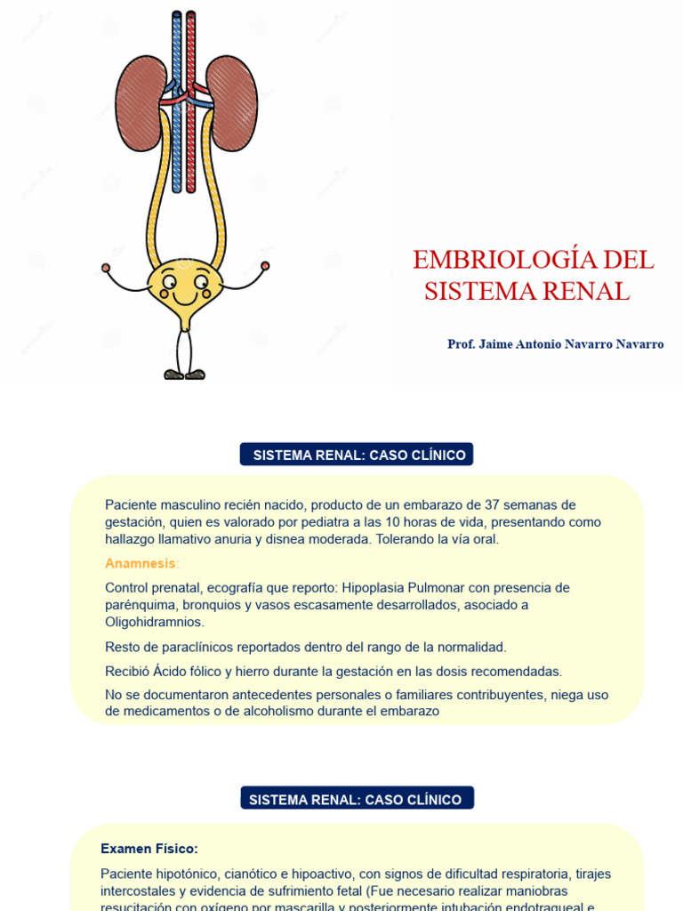 SISTEMA RENAL Embriología 2024-1 | PDF | Riñón | Abdomen