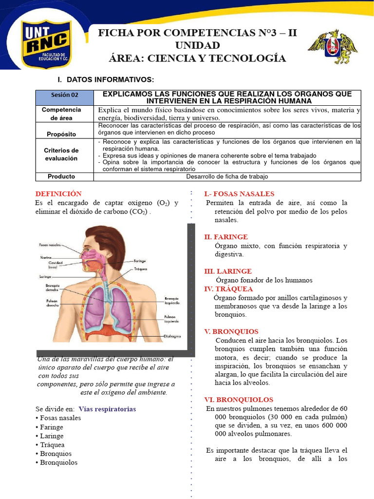 Ficha 03 | PDF | Pulmón | Respiración