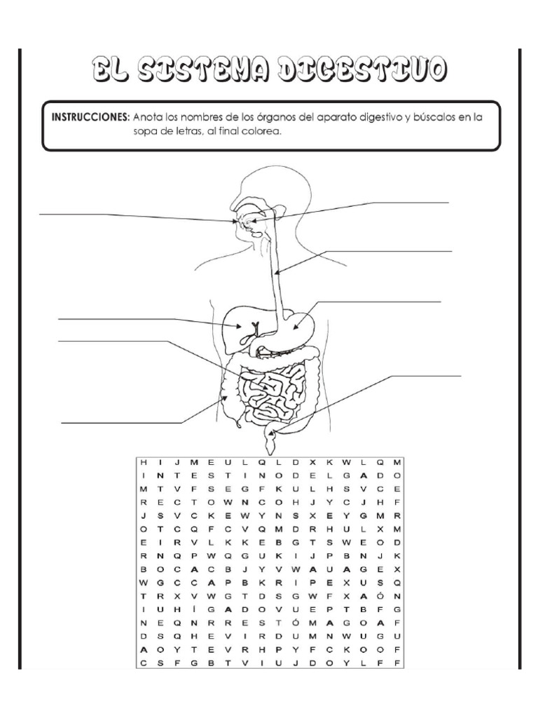 Actividad 5º Sistema Digestivo. | PDF