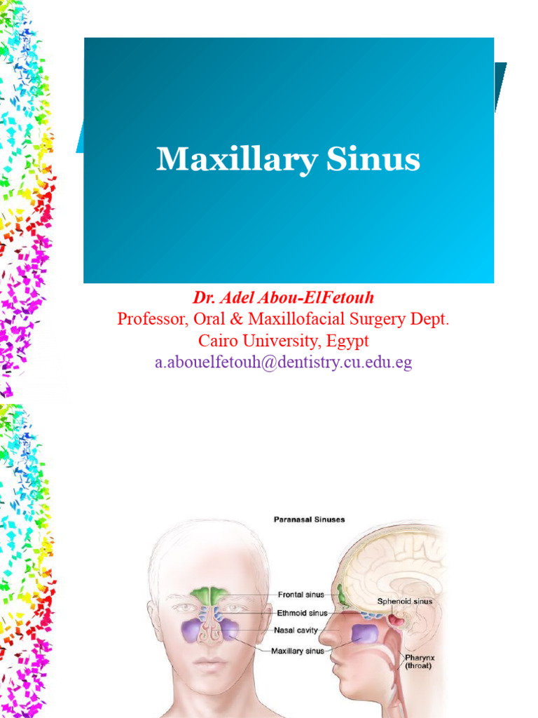 Maxillary Sinus | PDF | Anatomy | Medical Specialties